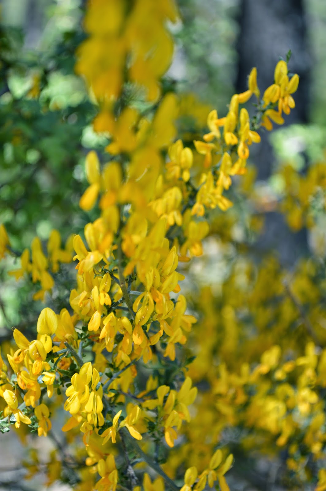 BLOG DE LA CIERVA ANTONIA: La aliaga o aulaga (Genista scorpius)