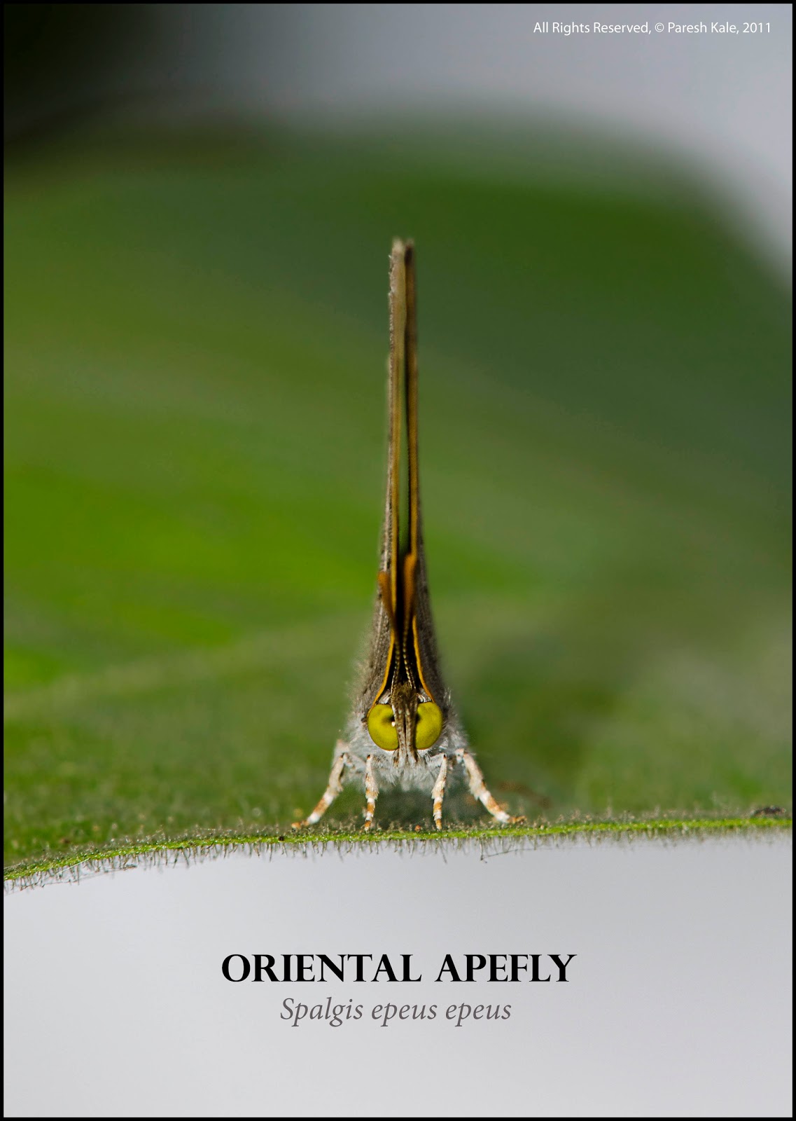 Nature @ IIT Bombay: Angles for butterfly photography