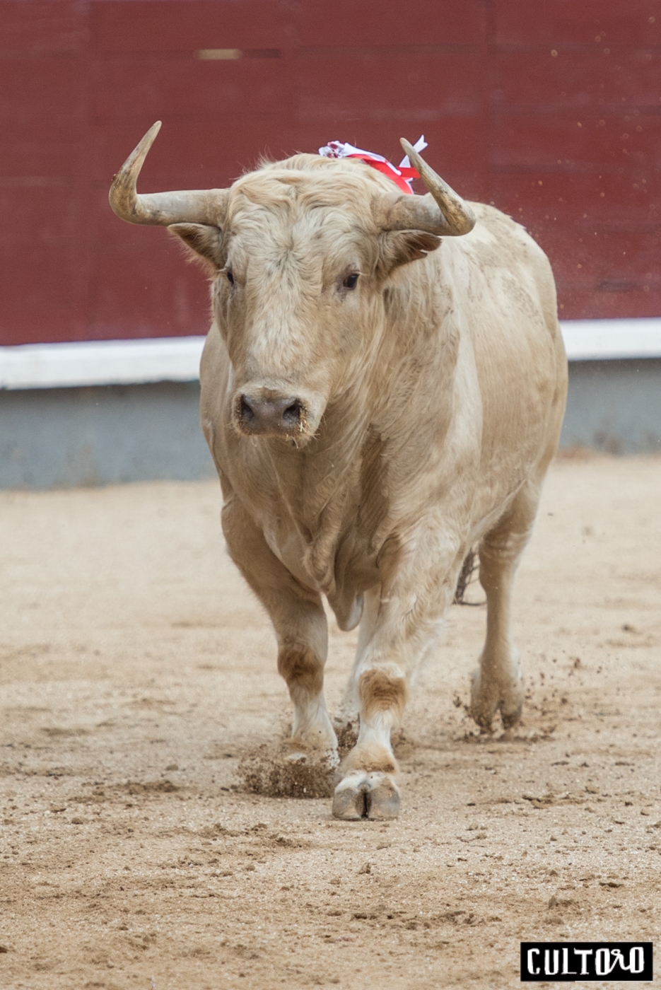 EL RETOÑAL: OMBÚ, UN JABONERO EN BRAVO