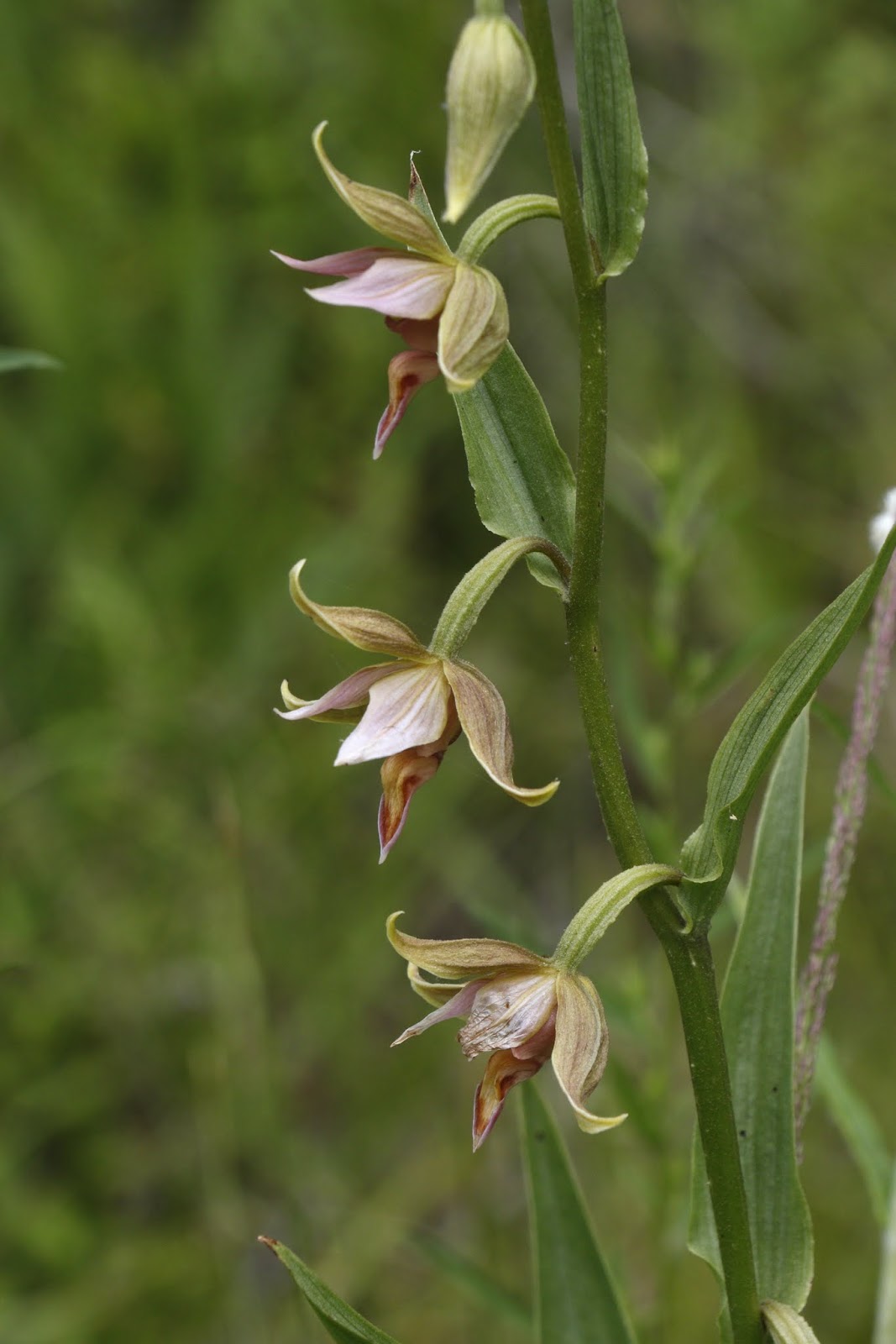 Native Orchids of the Pacific Northwest and the Canadian Rockies: Four ...