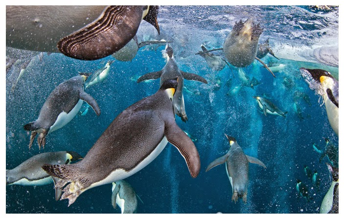 Tierra de Pingüinos: EL MAR DE ROSS