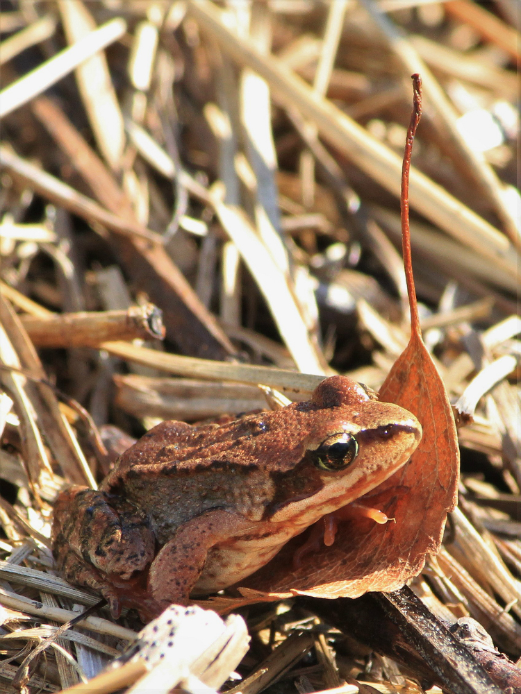 LENS and COVER - PHOTOGRAPHY: Small Frogs