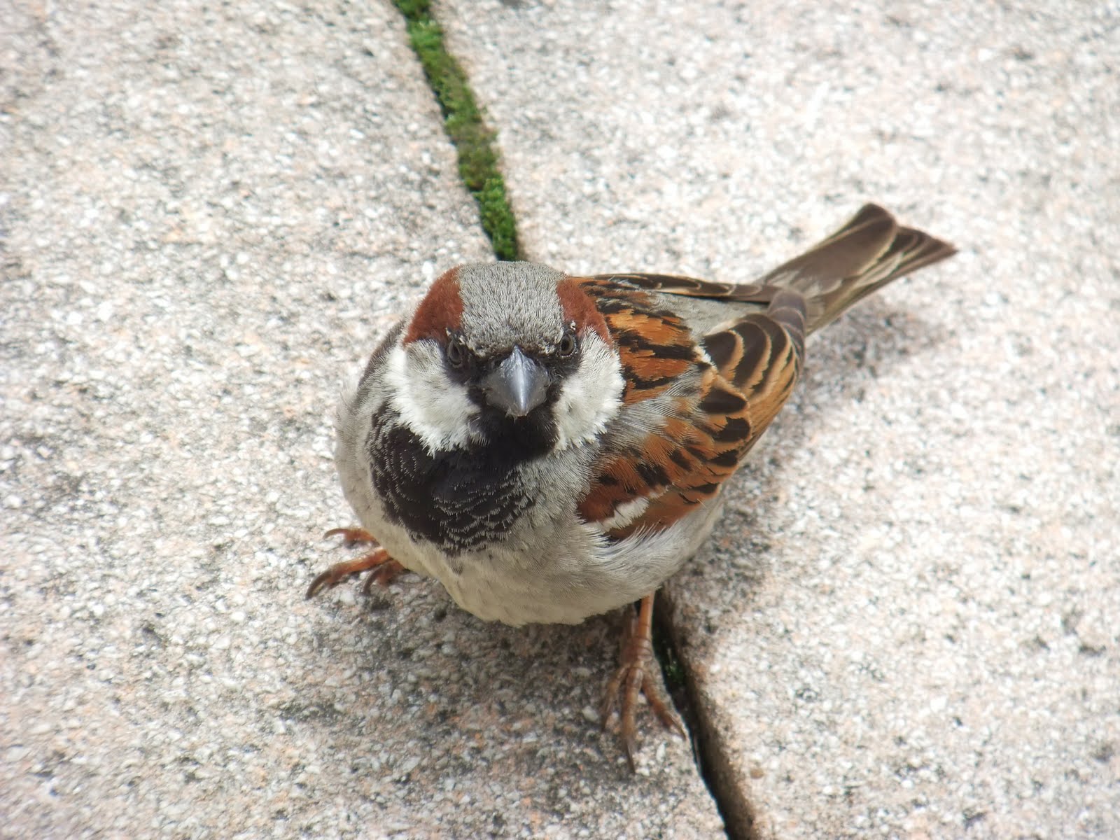 Între vis si realitate 2: Miercurea fara cuvinte 31 - Vrabii