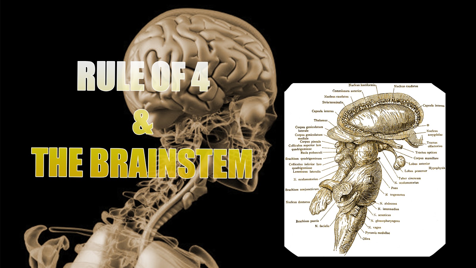 Brainstem And The Rule Of 4 | El Paso, TX.
