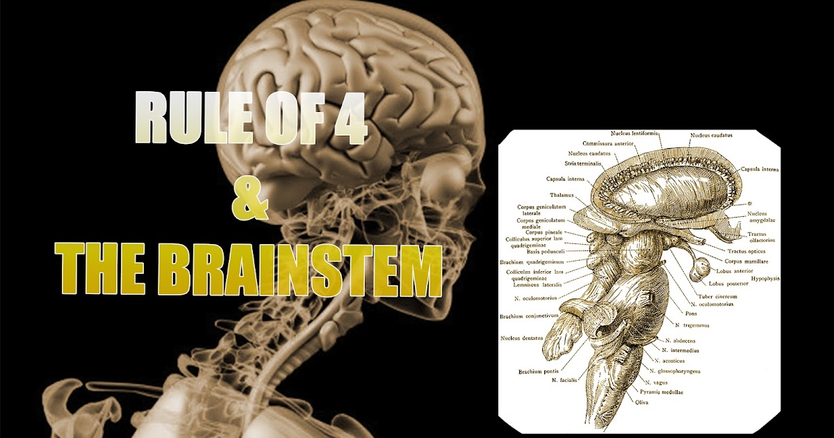 Brainstem And The Rule Of 4 | El Paso, TX.