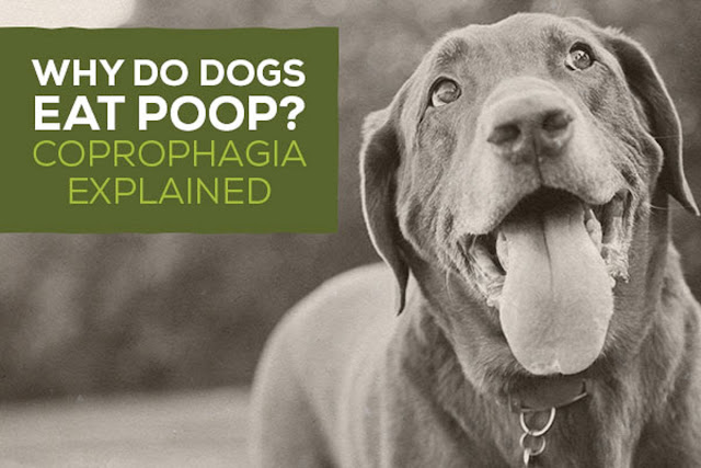 Coprophagia in Dogs - Doglopedix