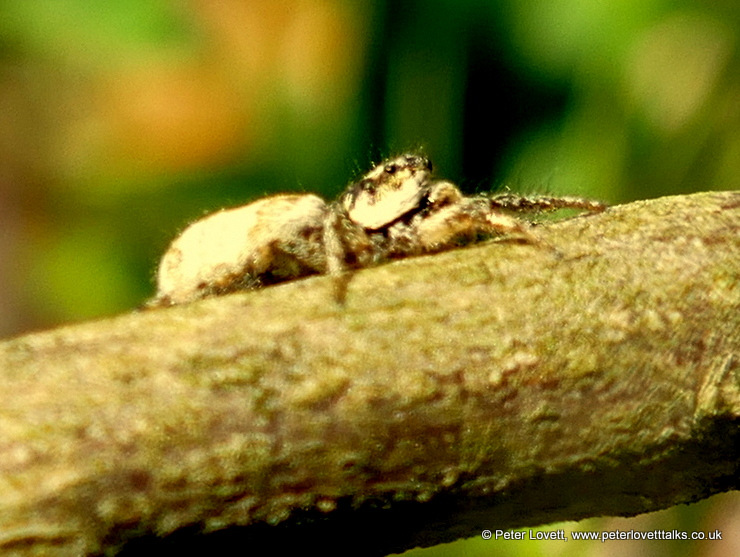 Peter Lovett's ramblings : Jumping spider, Salticus zebraneus in ...