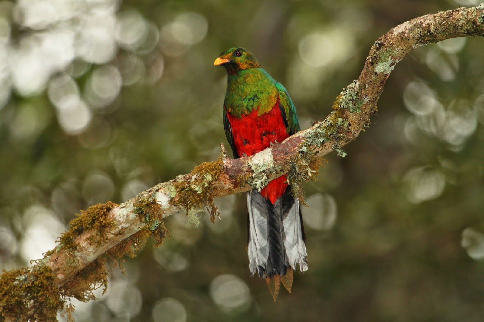Nuestro bello mundo...: White-tipped Quetzal, male, Pharomachrus ...