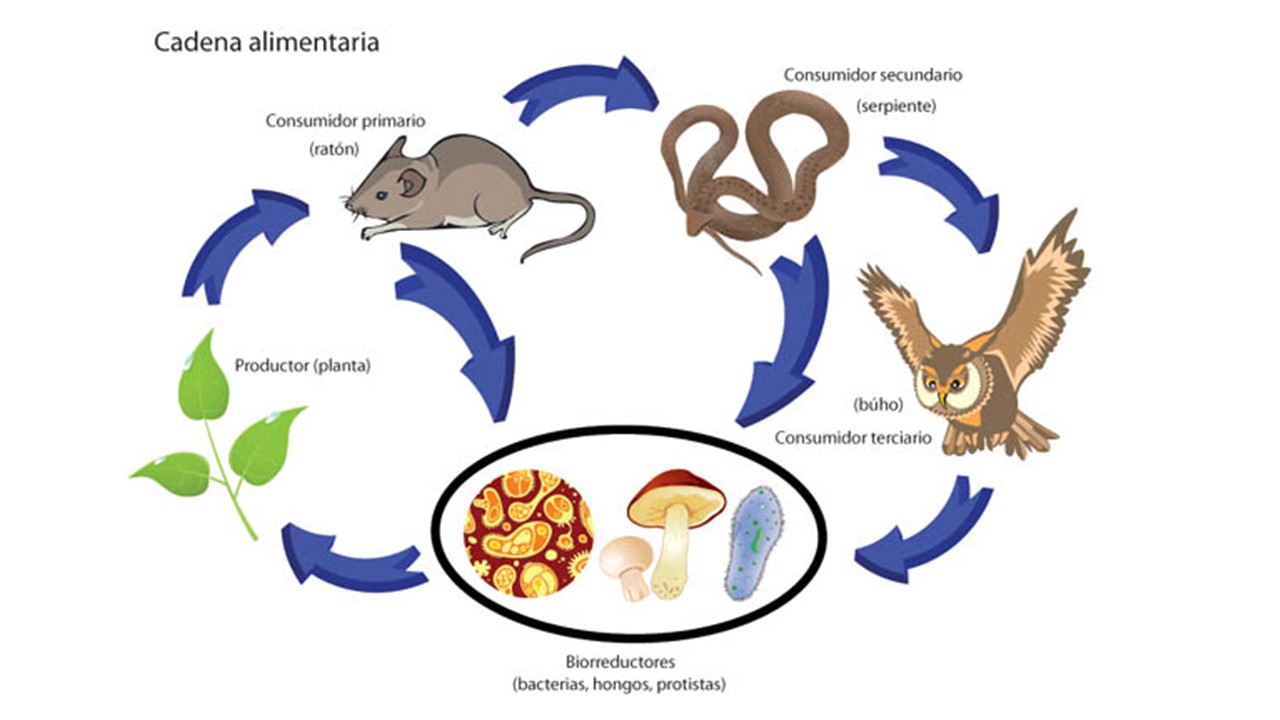 Relación alimentaria entre los seres vivos: 2015