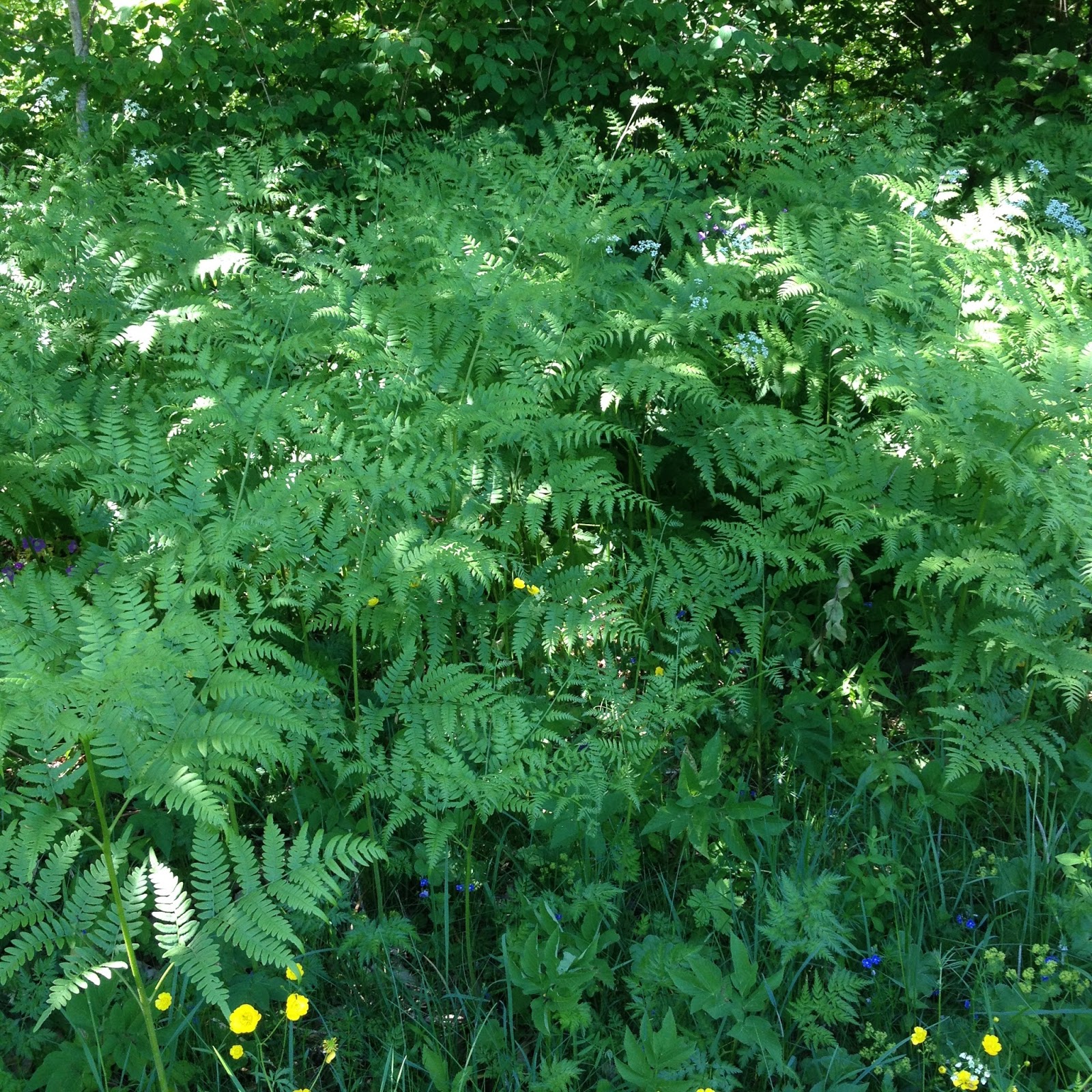 Riina Järva maastikuehituse õpingud: 2015