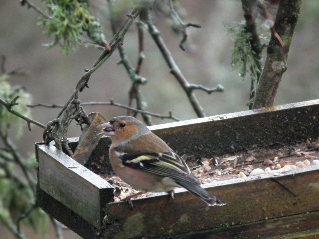 The Life and Times of this Old Git: Latest Bird blog