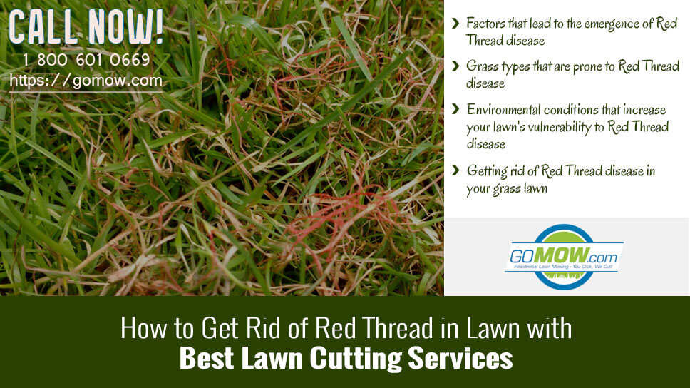 How to get rid of Red Thread in your lawn with best lawn Cutting services