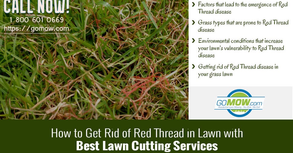 How to get rid of Red Thread in your lawn with best lawn Cutting services