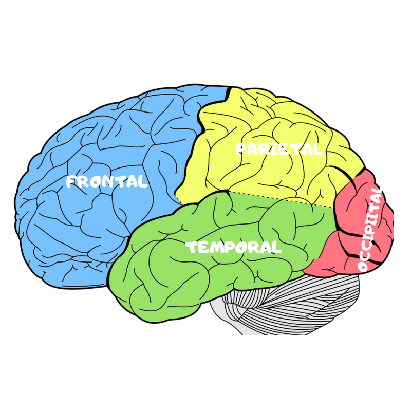 LATERALIZACIÓN HEMISFÉRICA - CivetExtendido