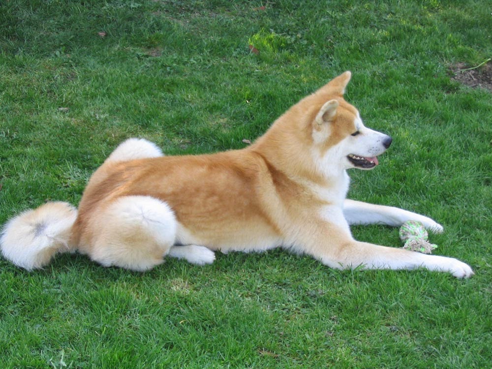Cainele akita inu cute dog puppy ~ Poze cu rase de caini mici si mari ...