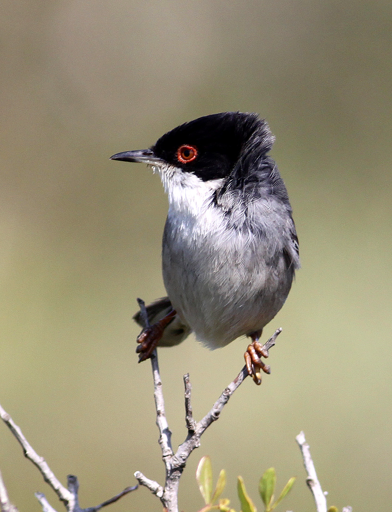 Another Bird Blog: In Menorca