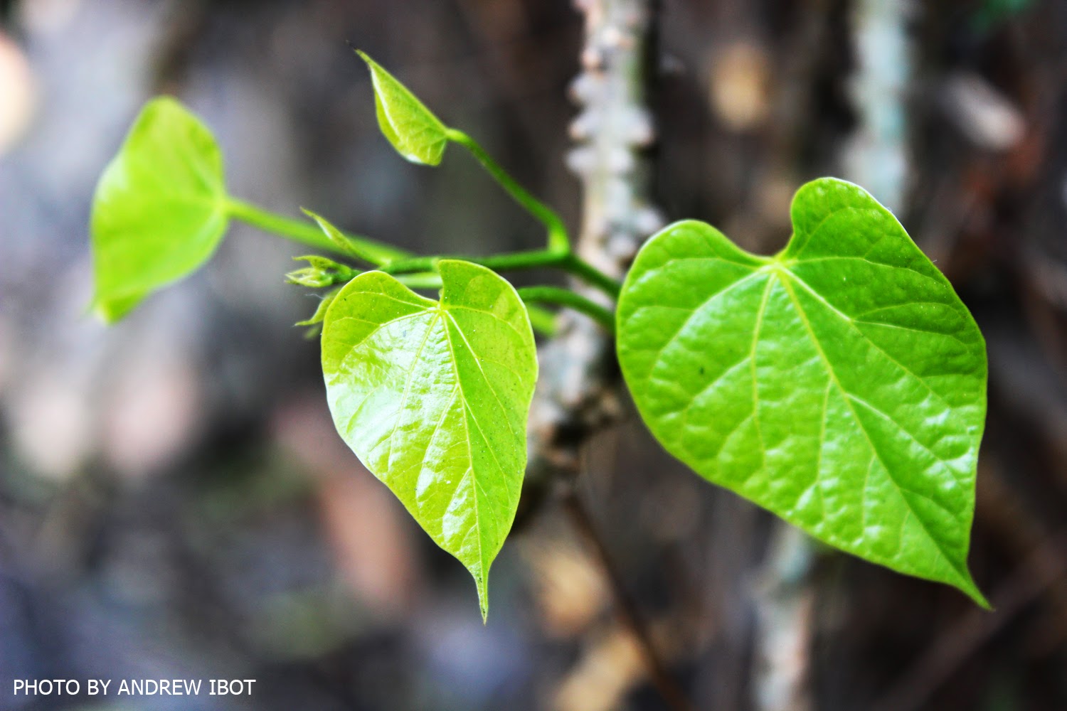 Ako si ANDREW IBOT!: Makabuhay (Tinospora rumphii Boerl)