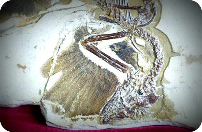 biologyblockD: Revealing the Colors of a Dinosaurs Feathers