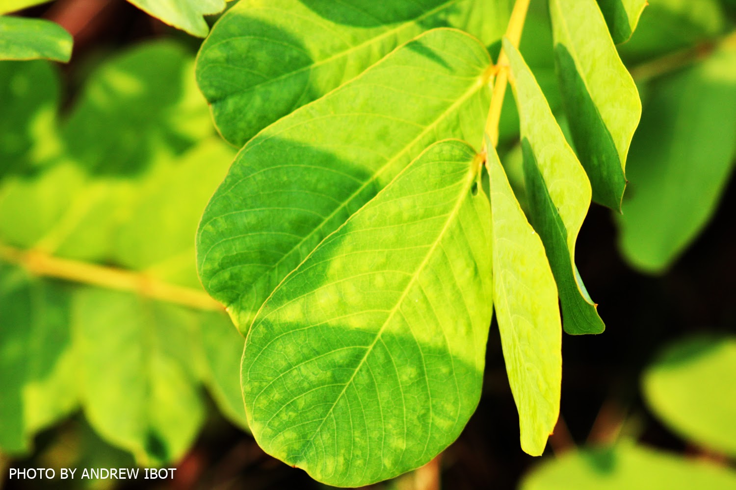 Ako si ANDREW IBOT!: Akapulko