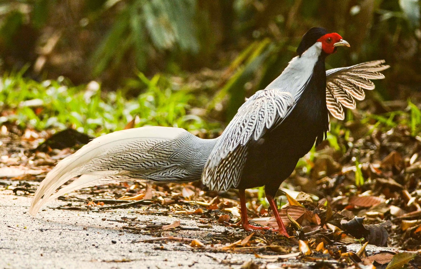 Bangkok City Birding: Silver Pheasants at Khao Yai