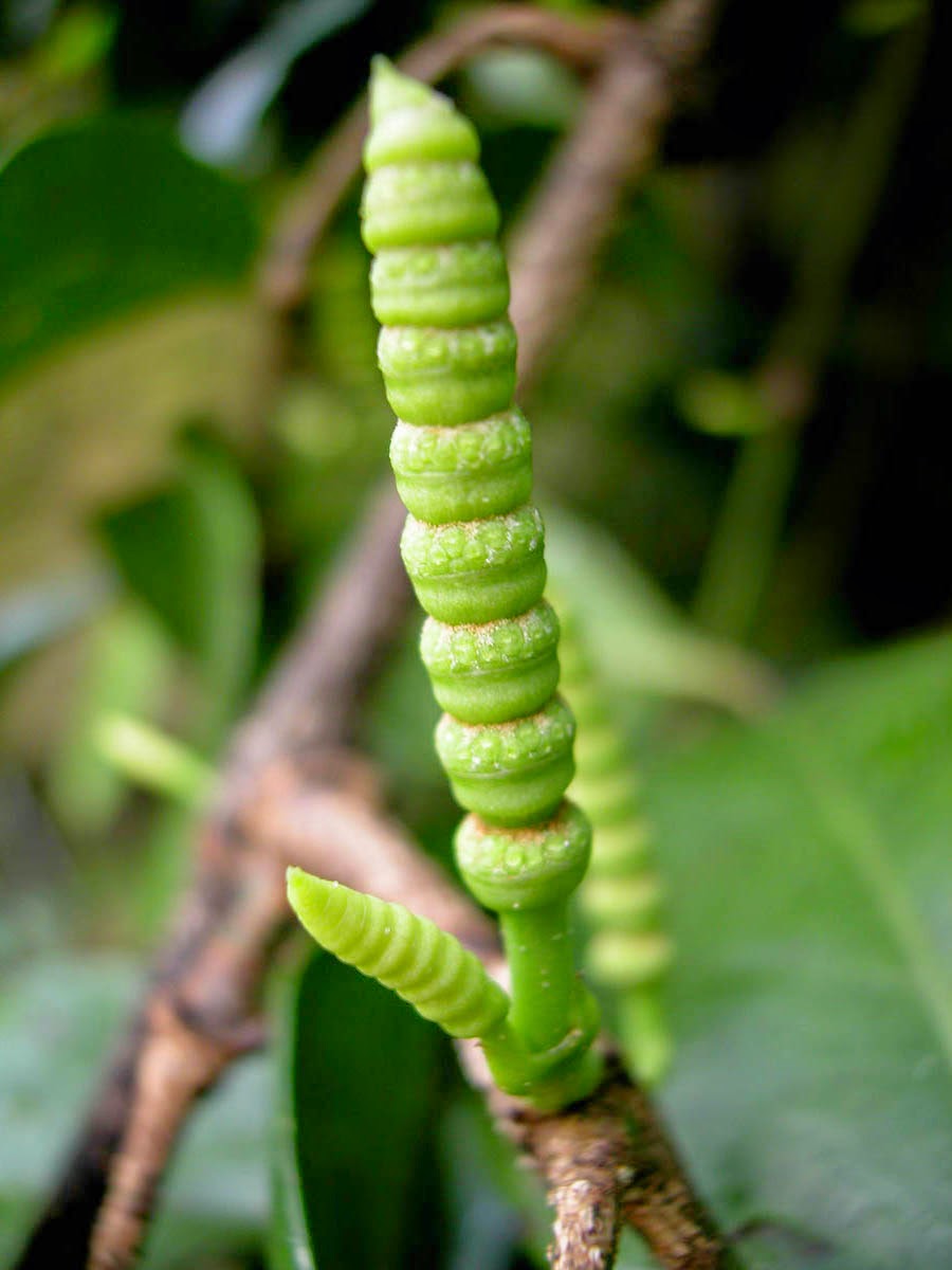 DUNIA TUMBUHAN DAN HEWAN: Pinophyta