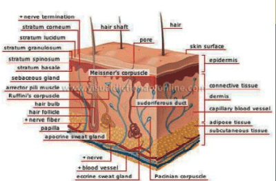 Indra Pembau Dan Peraba Beserta Fungsinya - Biologisites