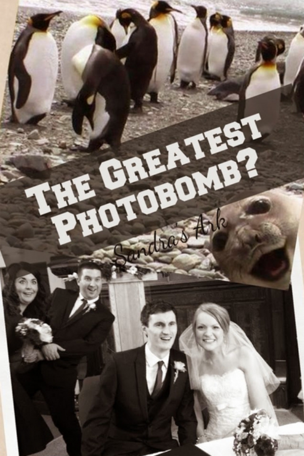 Sandra's Ark: The Greatest Photobomb! - A Dose of Encouragement