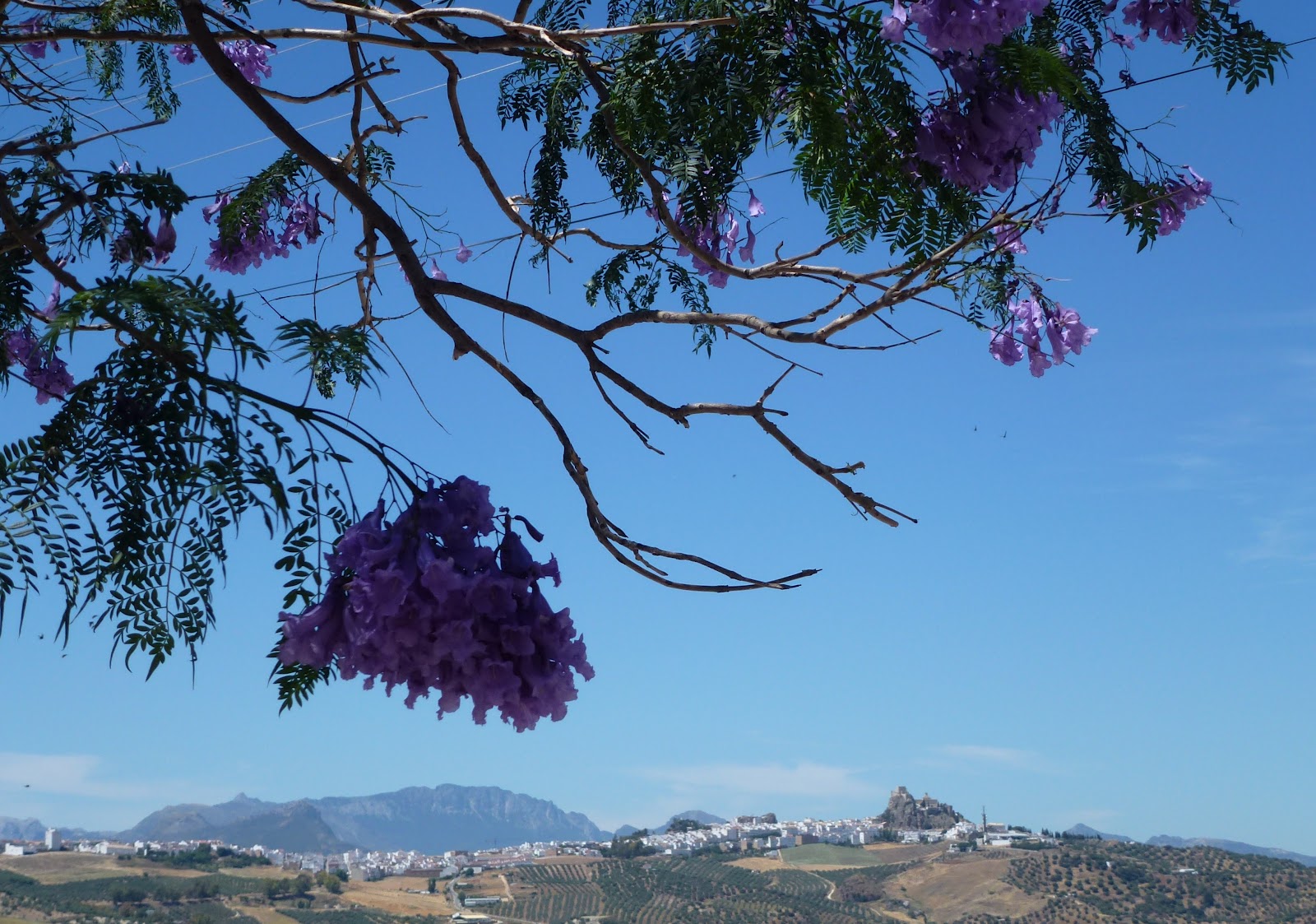 Olvera diary: From a distance