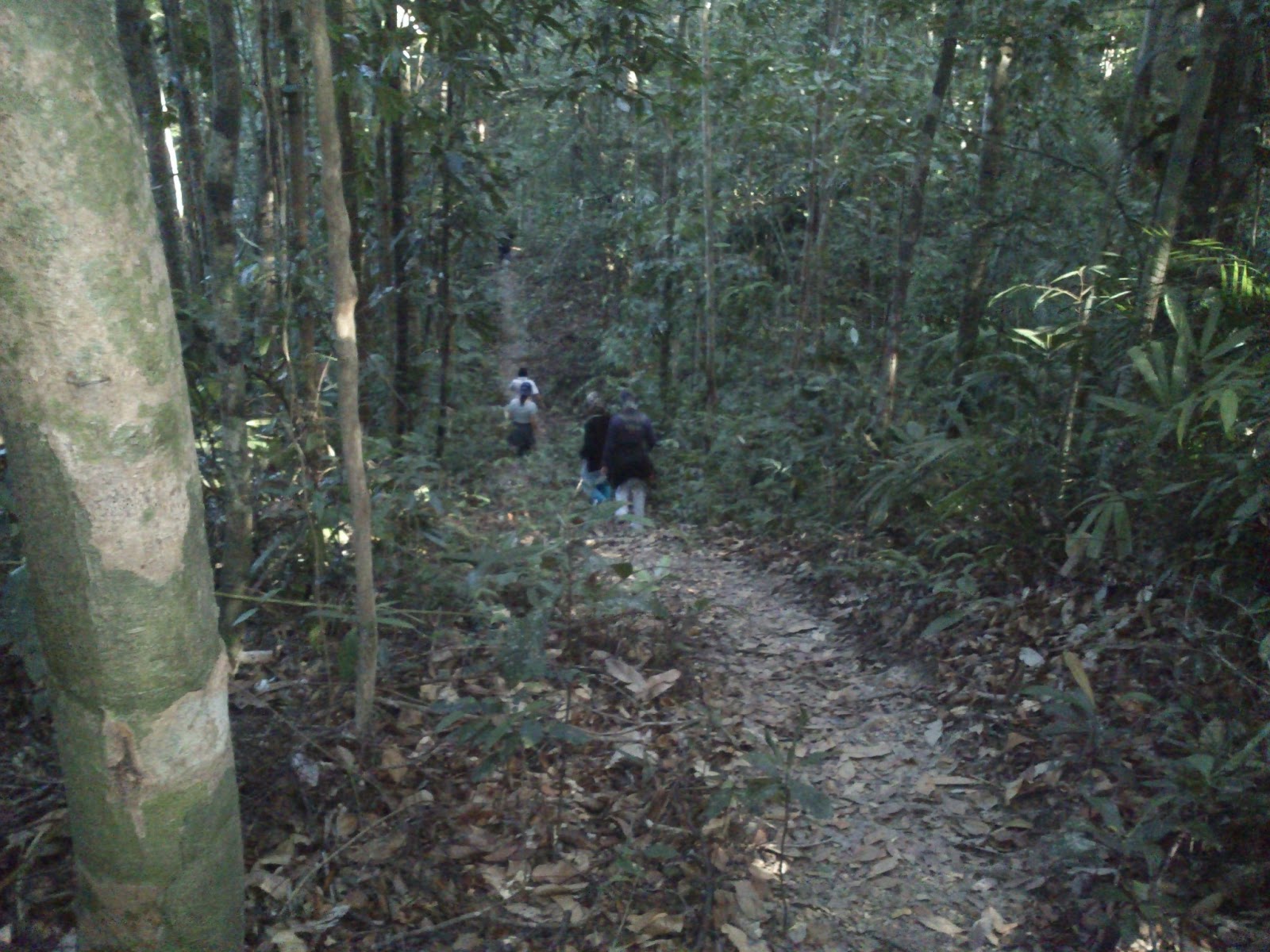 Bukit Bauk Jogging Track - Jungle Hike - Zulfahmi Ab Salam