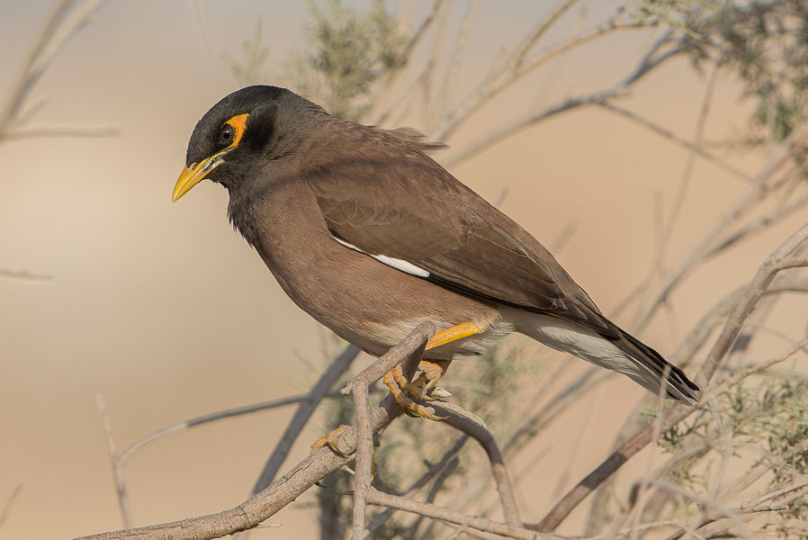 Birds of Saudi Arabia: Only a few doves – Dhahran Hills