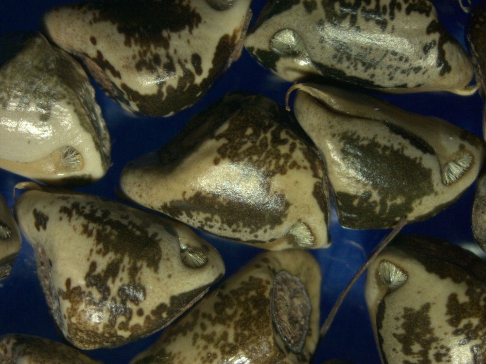 El cuexcomate: Teocintle ... ¿en Brasil?