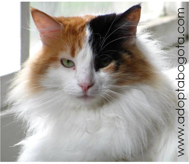 Adopta Bogotá: La leyenda de las gatas cálico