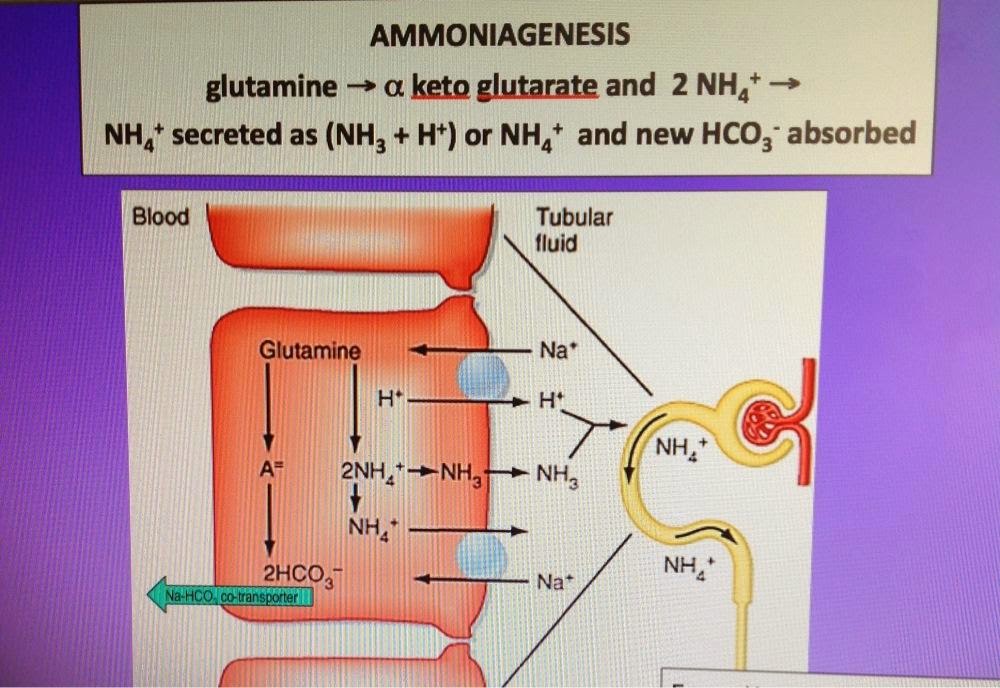 USMLE COMLEX Study Guides : First Aid Renal Physiology Part ll