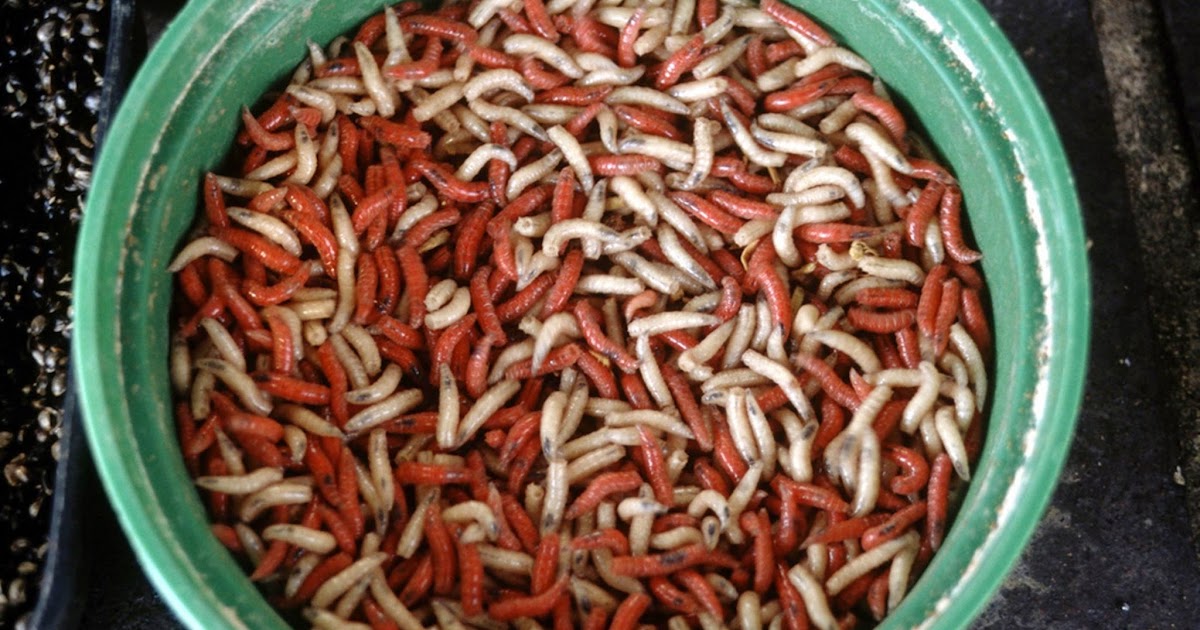 Baa Baa Pink Sheep: Maggot racing