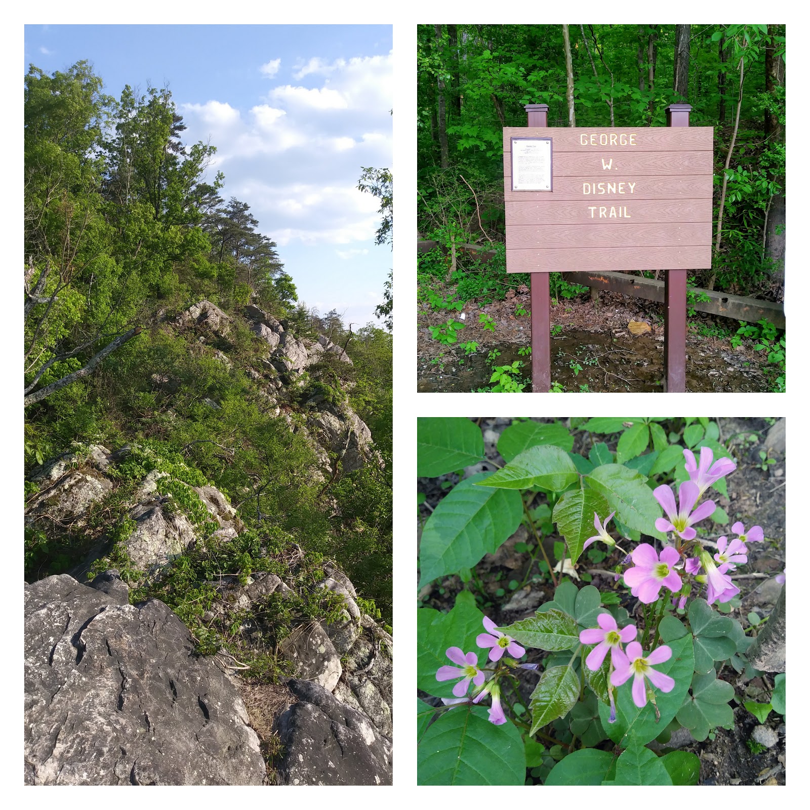 The Green Pack Blog: George Disney Trail 5-1-18