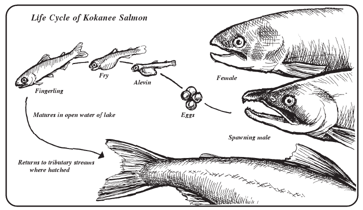 Kokanee Salmon in Lake Sammamish: Background of kokanee
