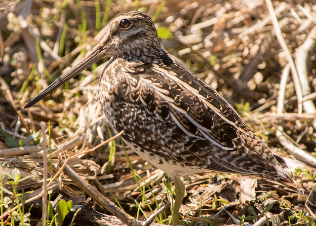 Breanna's Birding Blog: Wilson's Snipe, Circle B - February 28, 2016