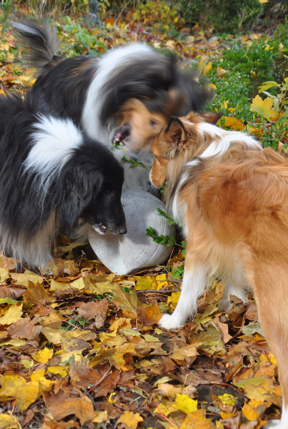 Three Dogs in a Garden: The "Old Man" Turns Nineteen