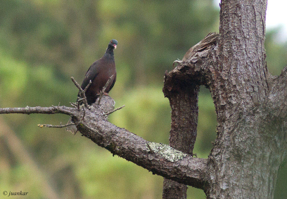 Entre alpinas y marinas.: Tenerife, barrancos y palomas.