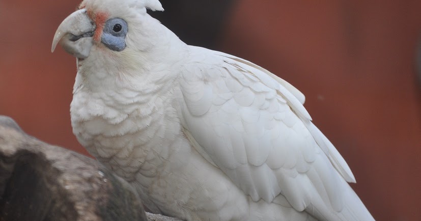 ZOOTOGRAFIANDO (6.100 ANIMALS): CACATÚA CAVADORA / WESTERN CORELLA ...