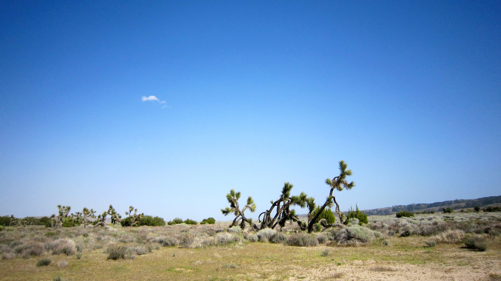 A Minute in the Life of Maria: Lancaster, CA: Ripley Desert Woodland ...