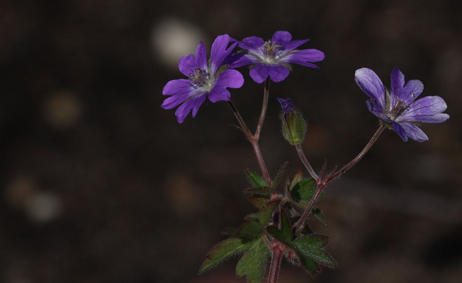 Trond: Blomster & sånn...
