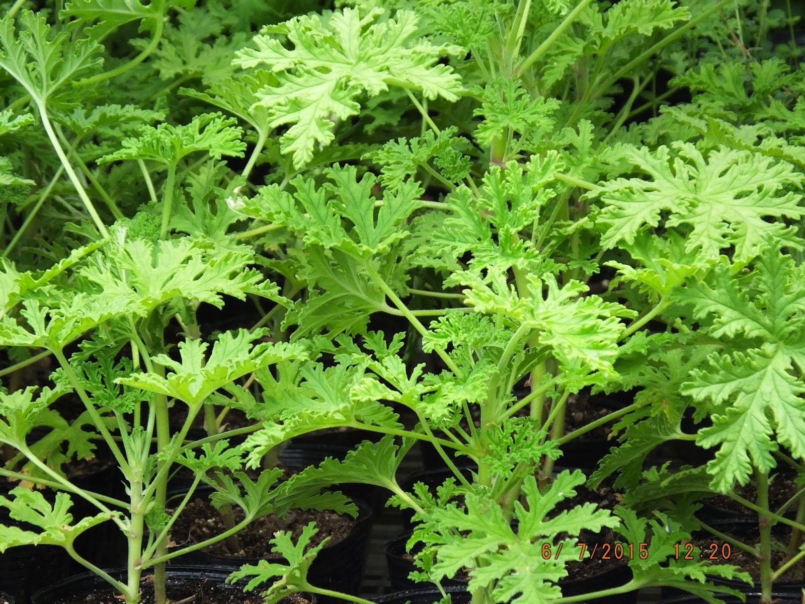 Photographic Handbook of Phil. Plants and Flowers: Pelargoneum ...