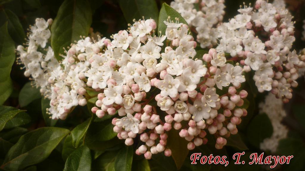 Flores y plantas silvestres: " Vibornum tinus ". Durillo, Laurentina ...