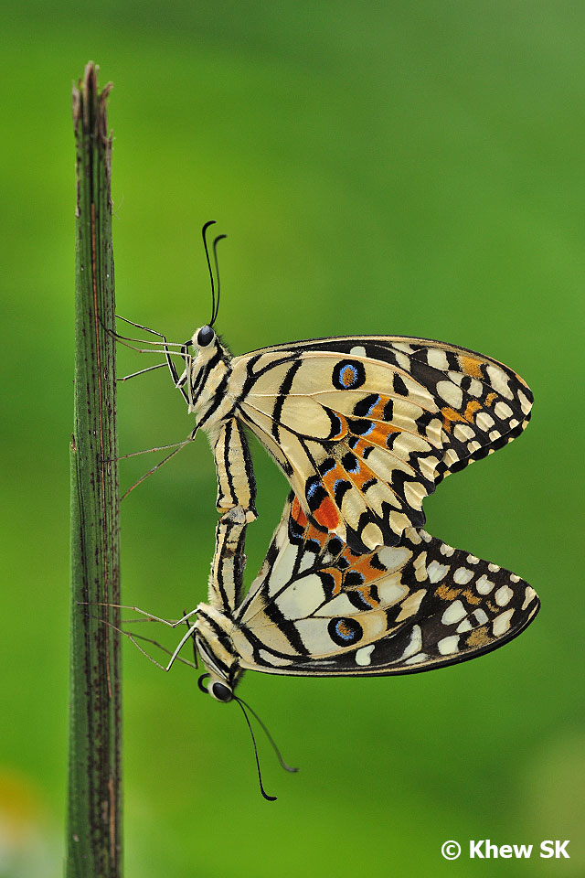Butterflies of Singapore: Sexual Dimorphism : Part 1