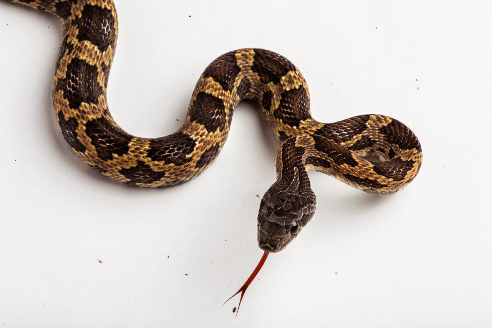 JaredDavidsonPhotography: Texas Rat Snake photographs