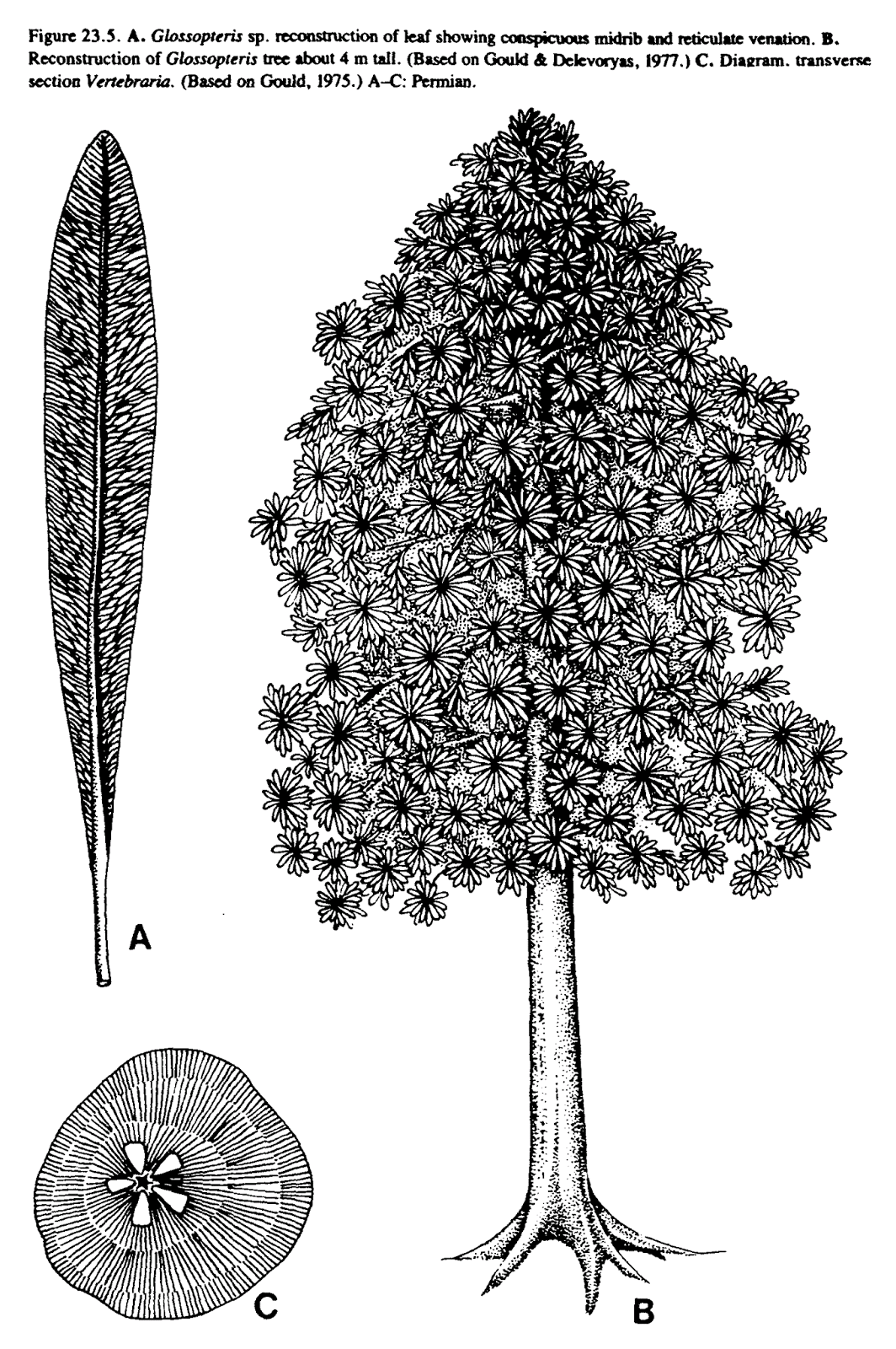 Escenarios prehistóricos: Glossopteris