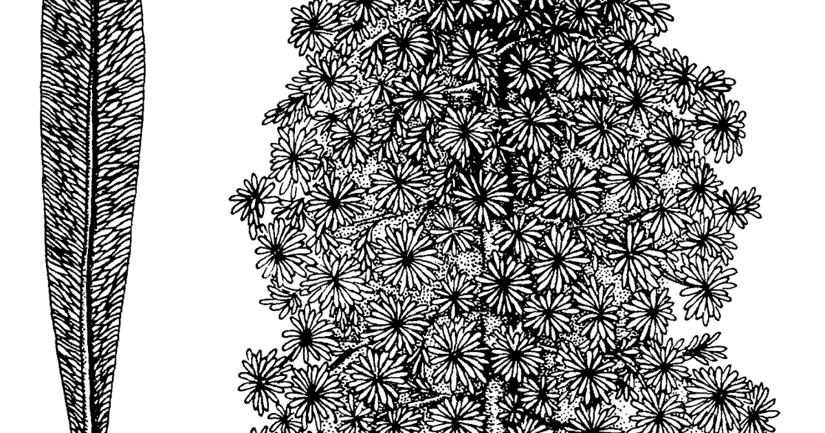 Escenarios prehistóricos: Glossopteris