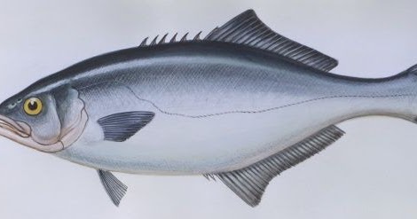 #003 - Akya ( Lichia amia )