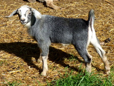 5 Acres & A Dream: How To Spoil a Goat Kid